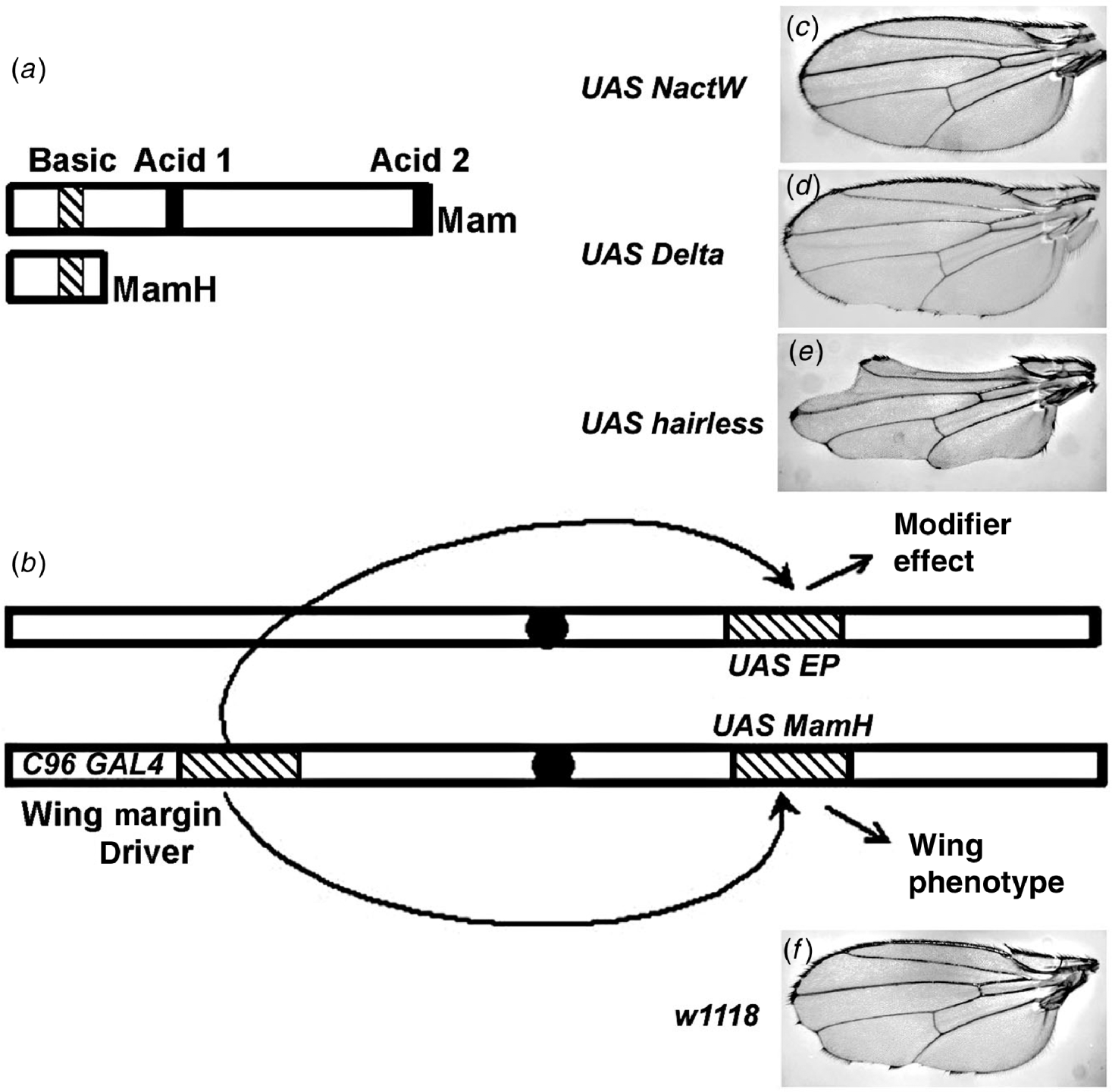 Targeted gain-of-function screening in Drosophila using GAL4-UAS and ...