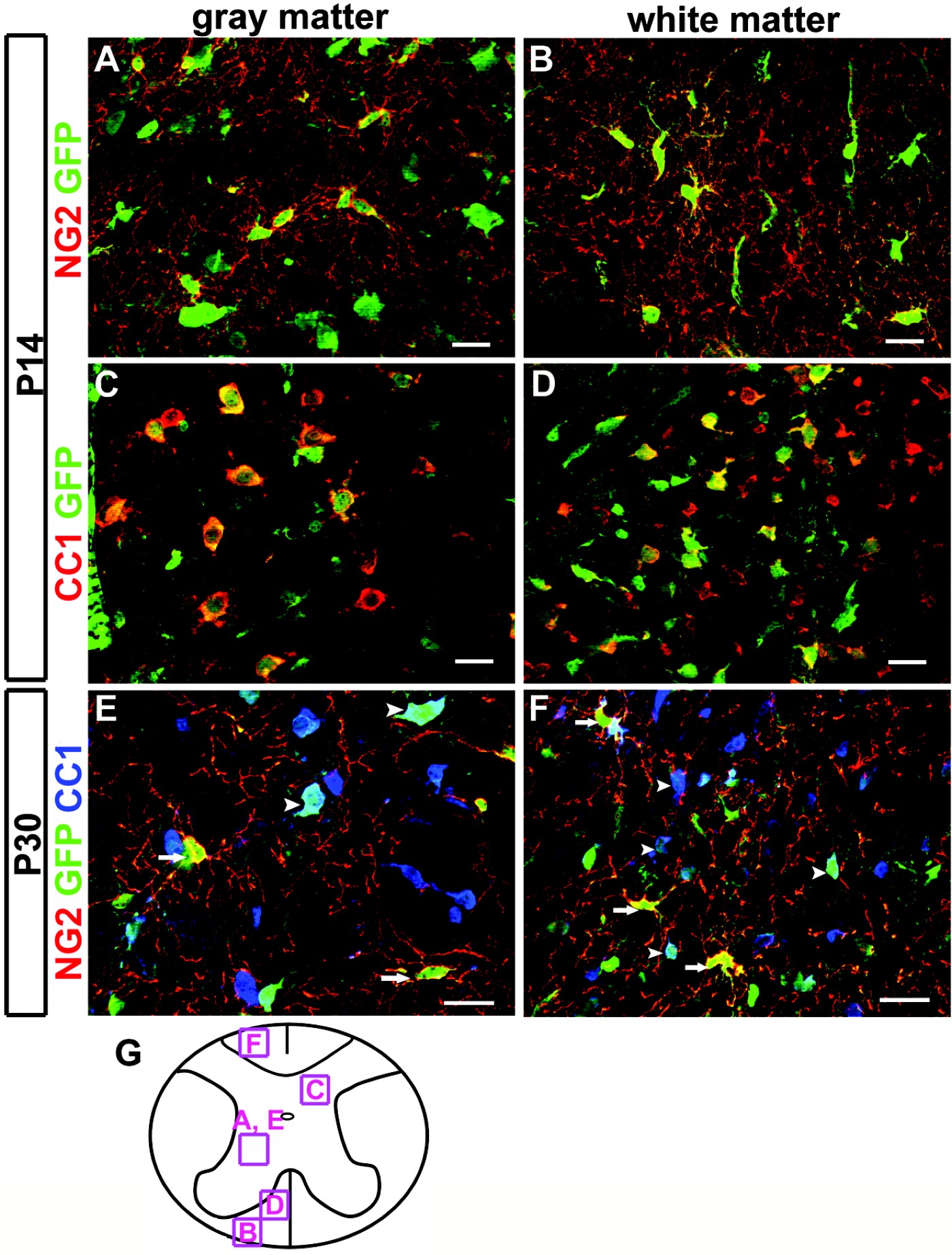 NG2 cells generate oligodendrocytes and gray matter astrocytes in the ...