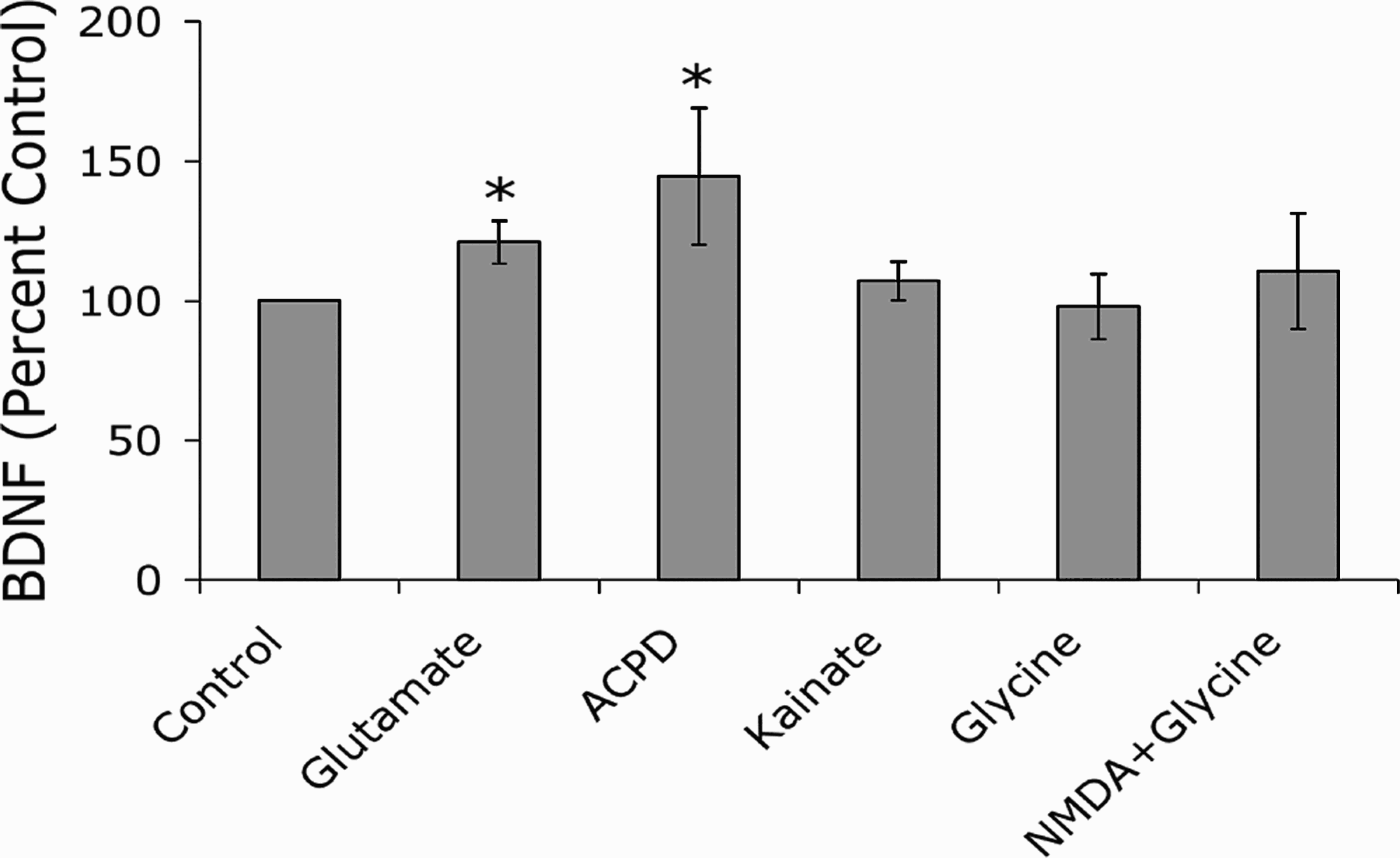 Glutamate elicits release of BDNF from basal forebrain astrocytes in a ...