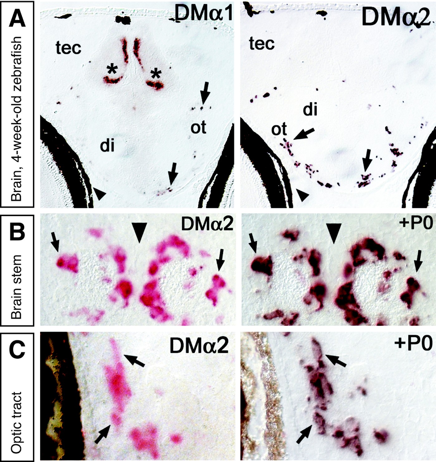 Phylogeny of proteolipid proteins: divergence, constraints, and the ...
