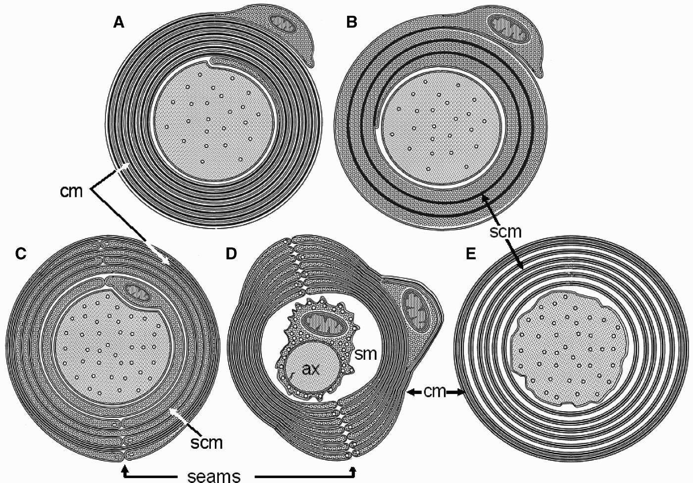 What is myelin? | Neuron Glia Biology | Cambridge Core