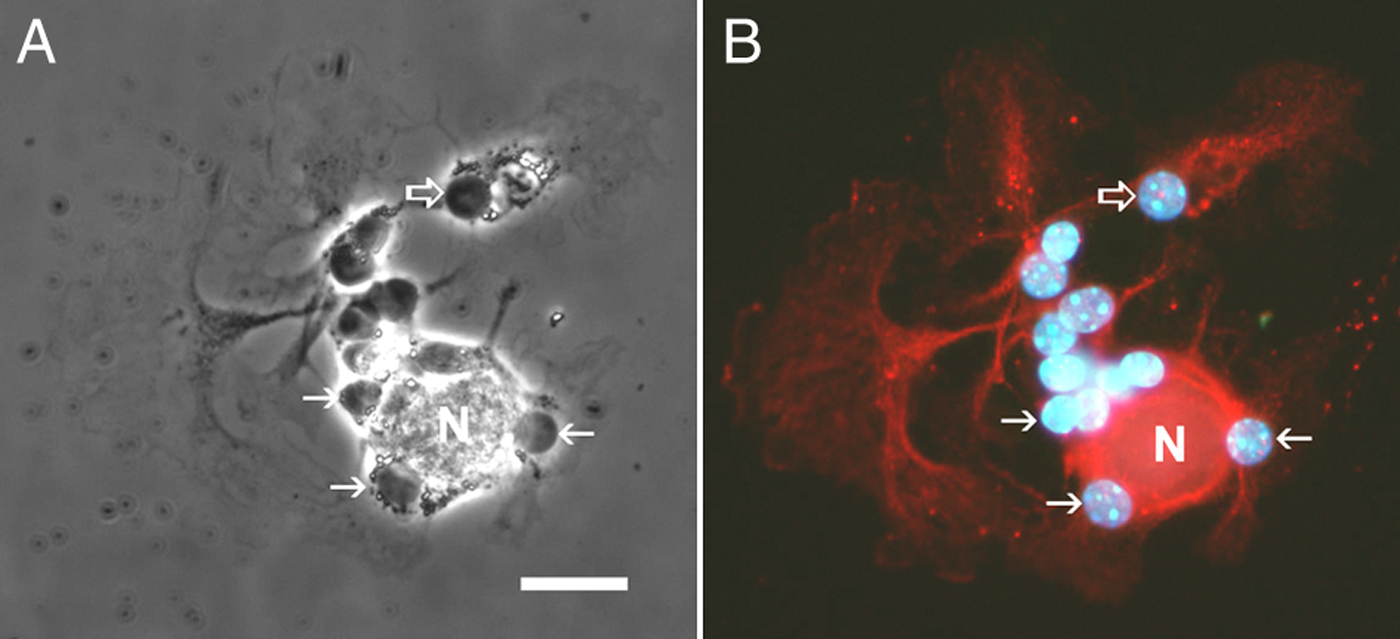 Phenotypic changes in satellite glial cells in cultured trigeminal ...