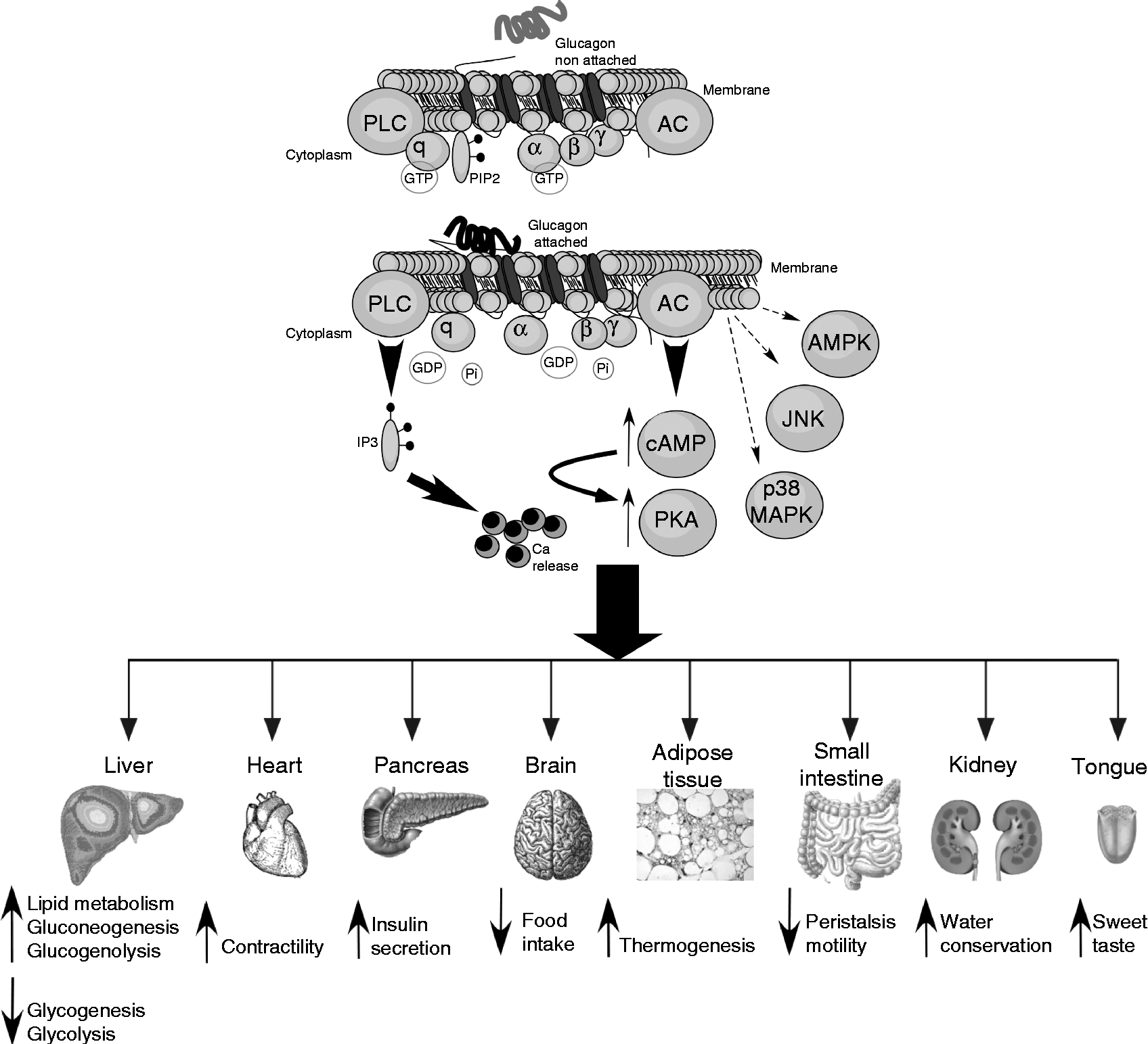 Nutrient regulation of glucagon secretion: involvement in metabolism ...
