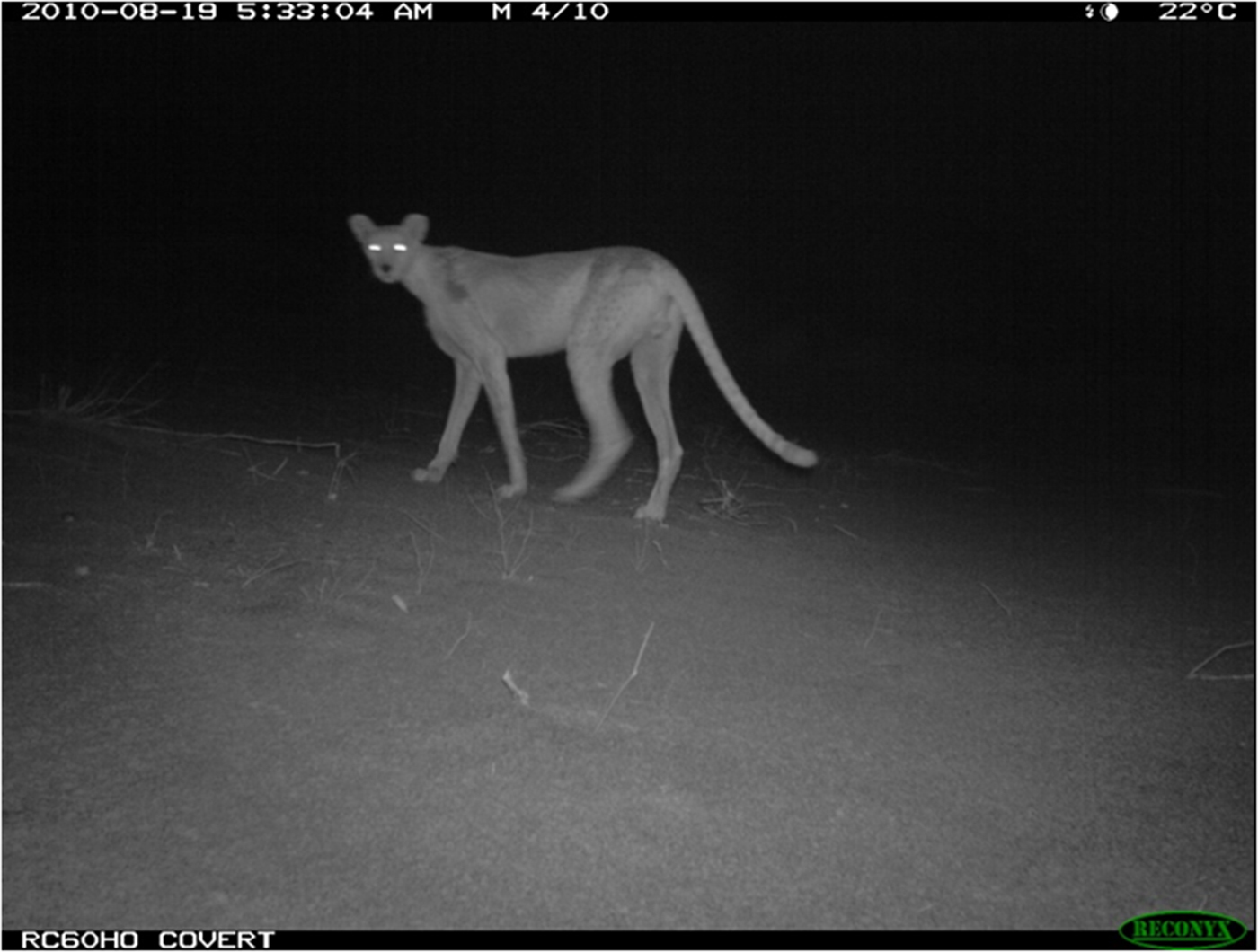 Saharan cheetah Acinonyx jubatus hecki, a ghostly dweller on Niger's ...