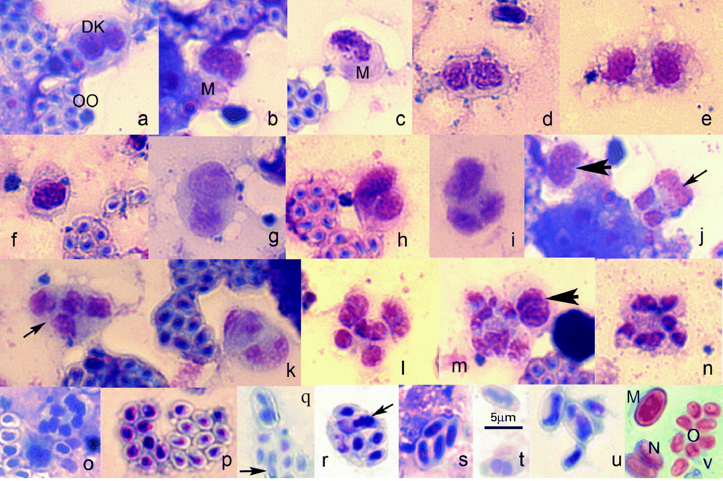 Biology and life-cycle of the microsporidium Kneallhazia solenopsae ...