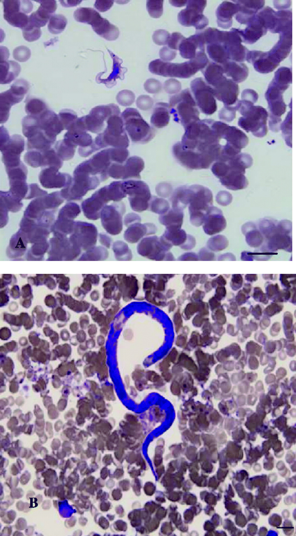 Morphological and molecular characterization of Trypanosoma copemani n ...