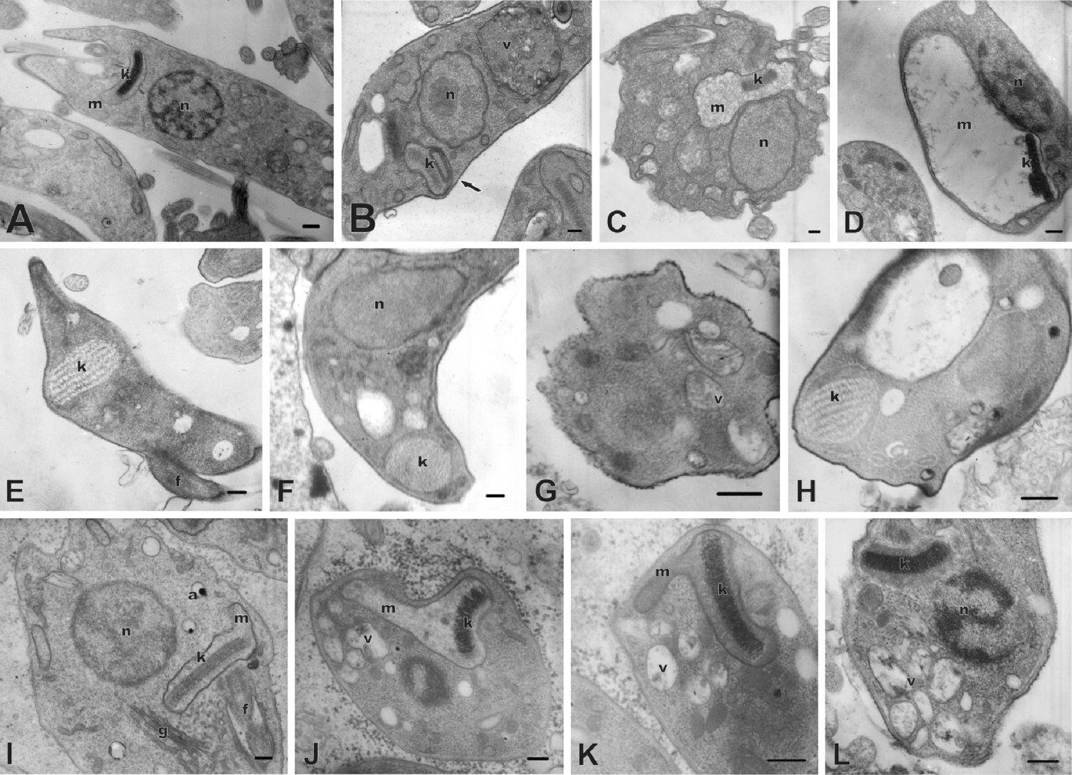 In vitro anti-trypanosomal activity of elatol isolated from red seaweed ...