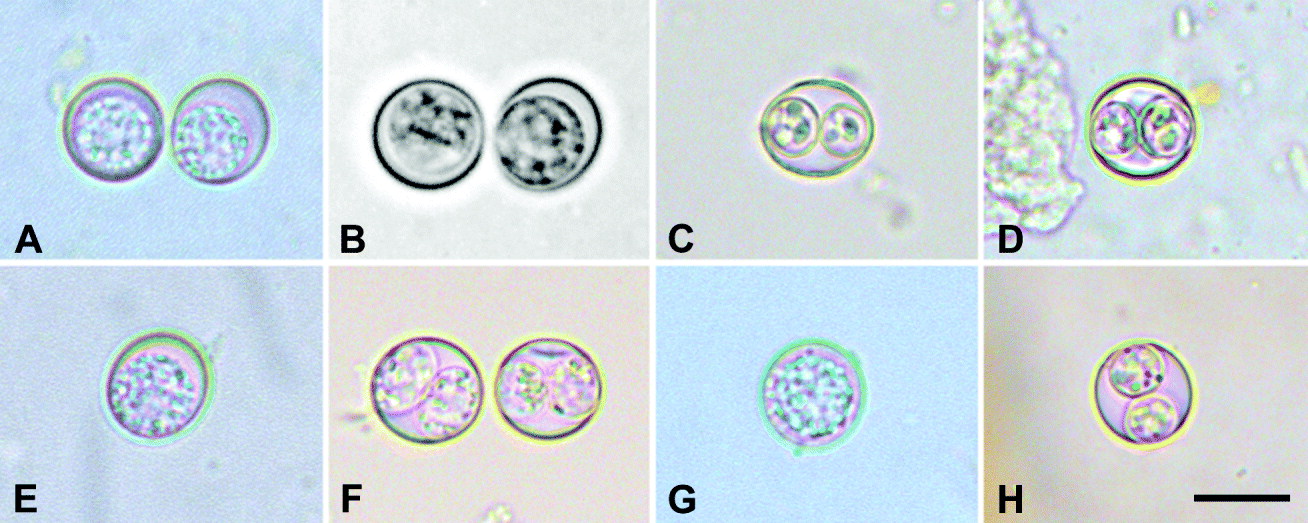 Hammondia triffittae n. comb. of foxes (Vulpes spp.): biological and ...