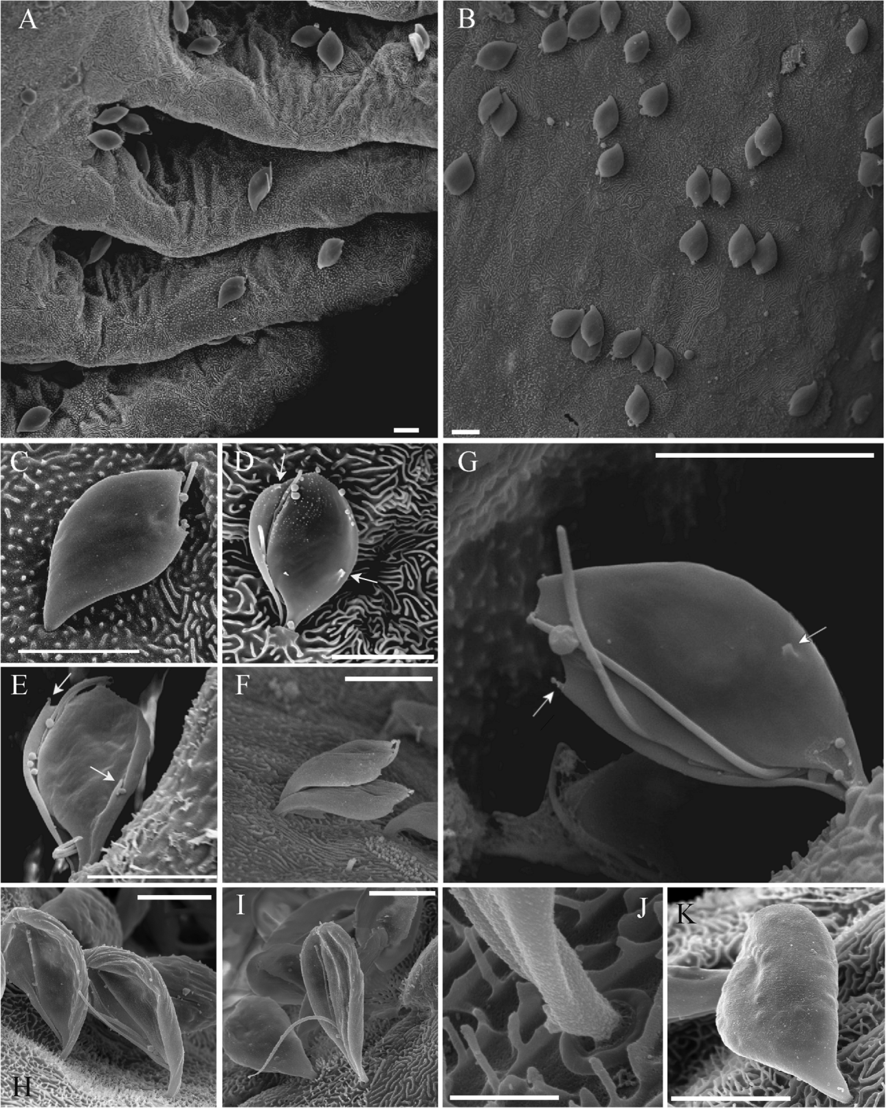 Ichthyobodo salmonis sp. n. (Ichthyobodonidae, Kinetoplastida), an ...
