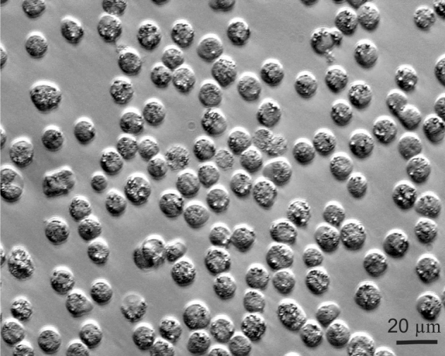In vitro culture and developmental cycle of the parasitic ...