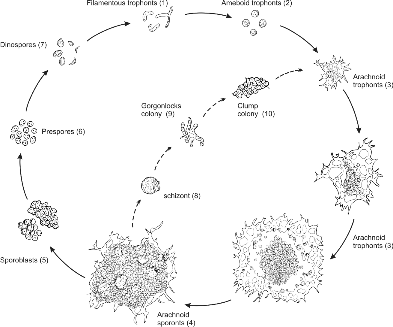 In vitro culture and developmental cycle of the parasitic ...
