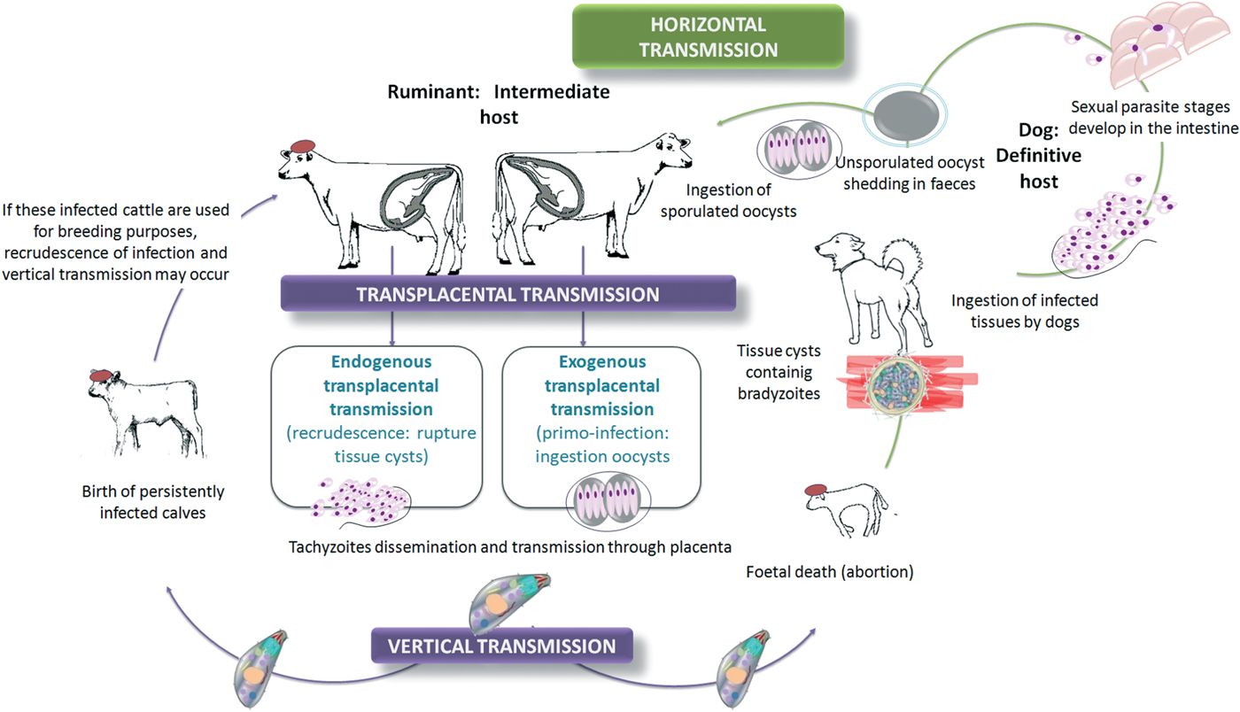 Experimental ruminant models for bovine neosporosis: what is known and ...