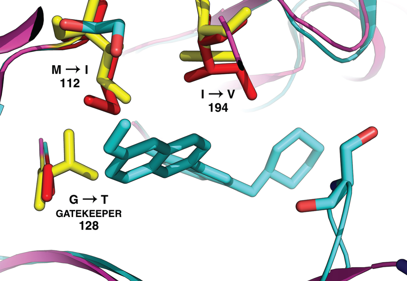 The gatekeeper residue and beyond: homologous calcium-dependent protein ...