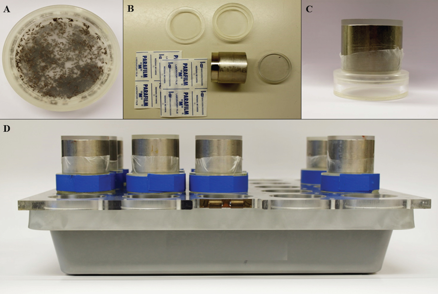 Development of Acanthocheilonema reconditum (Spirurida, Onchocercidae ...