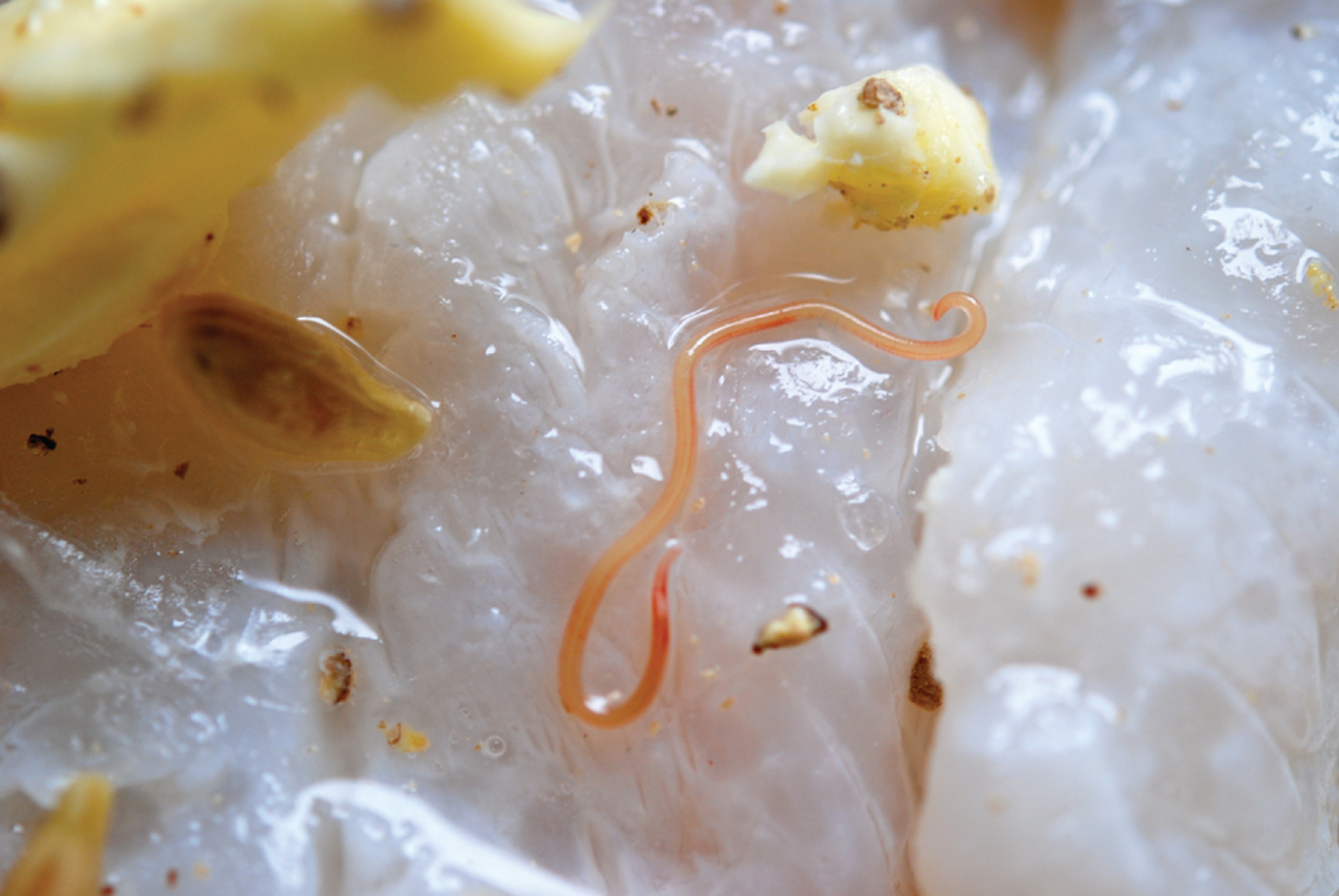 Parasites as biological tags of marine, freshwater and anadromous ...