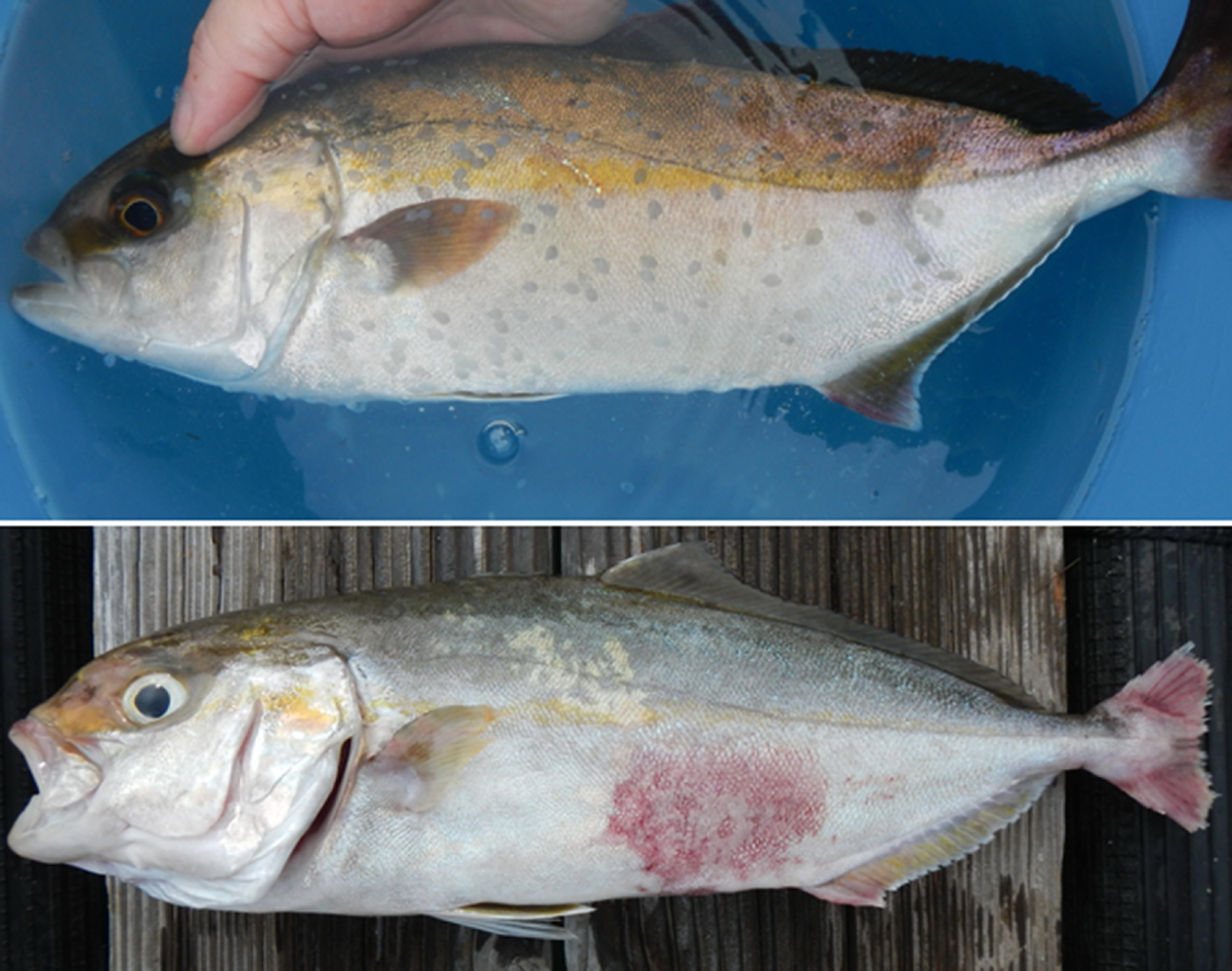 Diseases of cultured marine fishes caused by Platyhelminthes (Monogenea ...