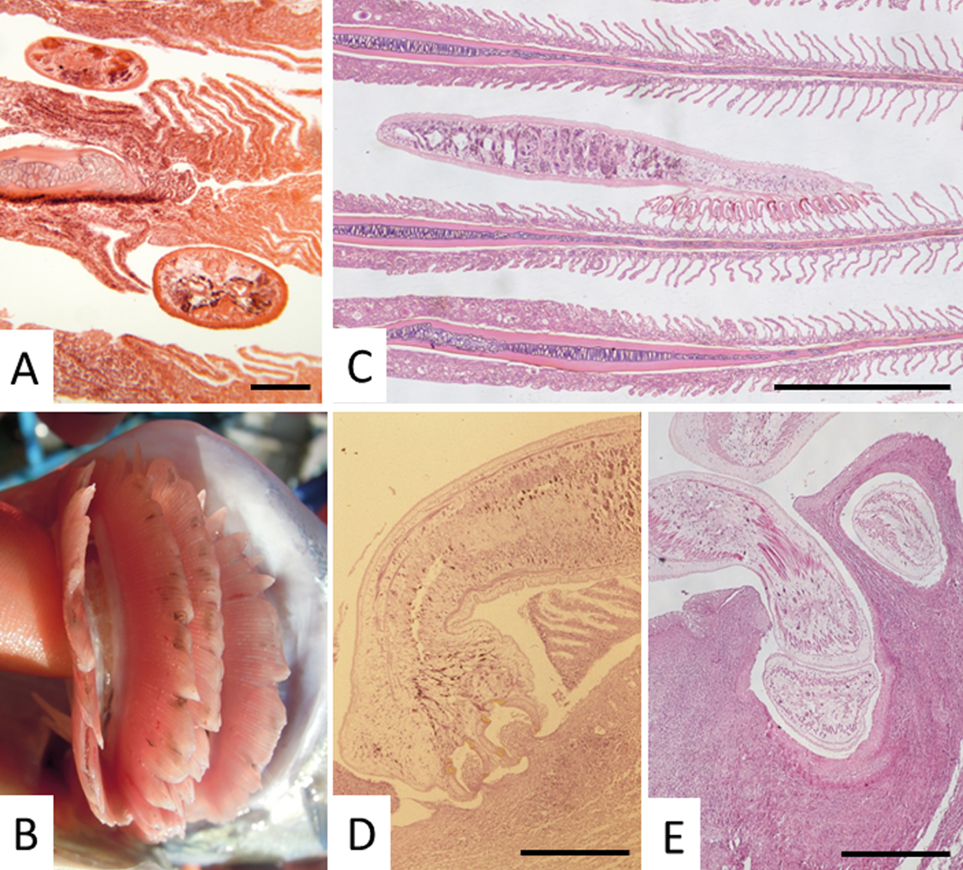 Diseases of cultured marine fishes caused by Platyhelminthes (Monogenea ...
