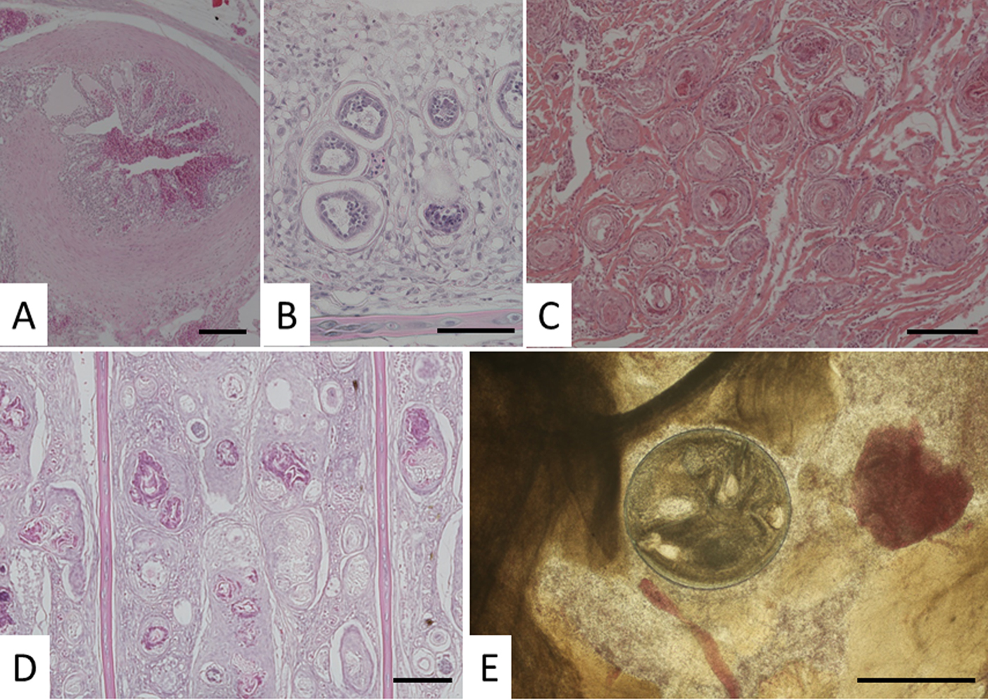 Diseases of cultured marine fishes caused by Platyhelminthes (Monogenea ...
