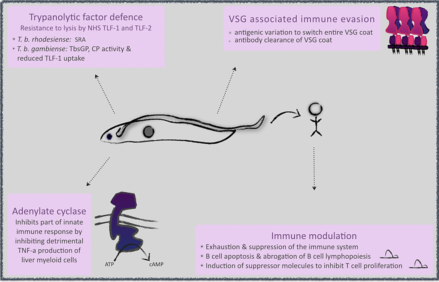 Escape mechanisms of African trypanosomes: why trypanosomosis is ...