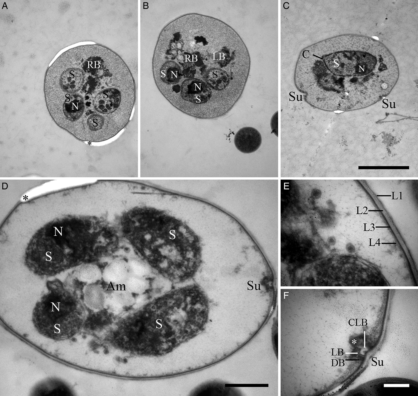 The fine structure of sexual stage development and sporogony of ...