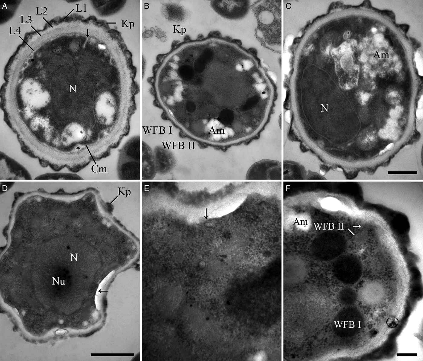 The fine structure of sexual stage development and sporogony of ...