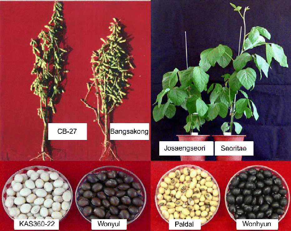 Improvement of soybean through radiation-induced mutation breeding ...