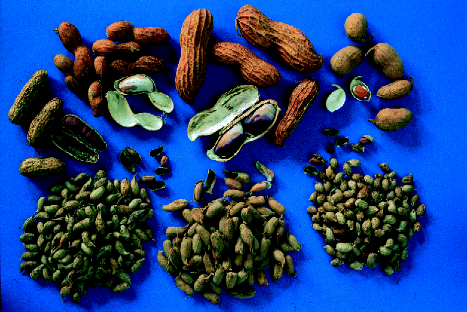 An overview of peanut and its wild relatives | Plant Genetic Resources ...