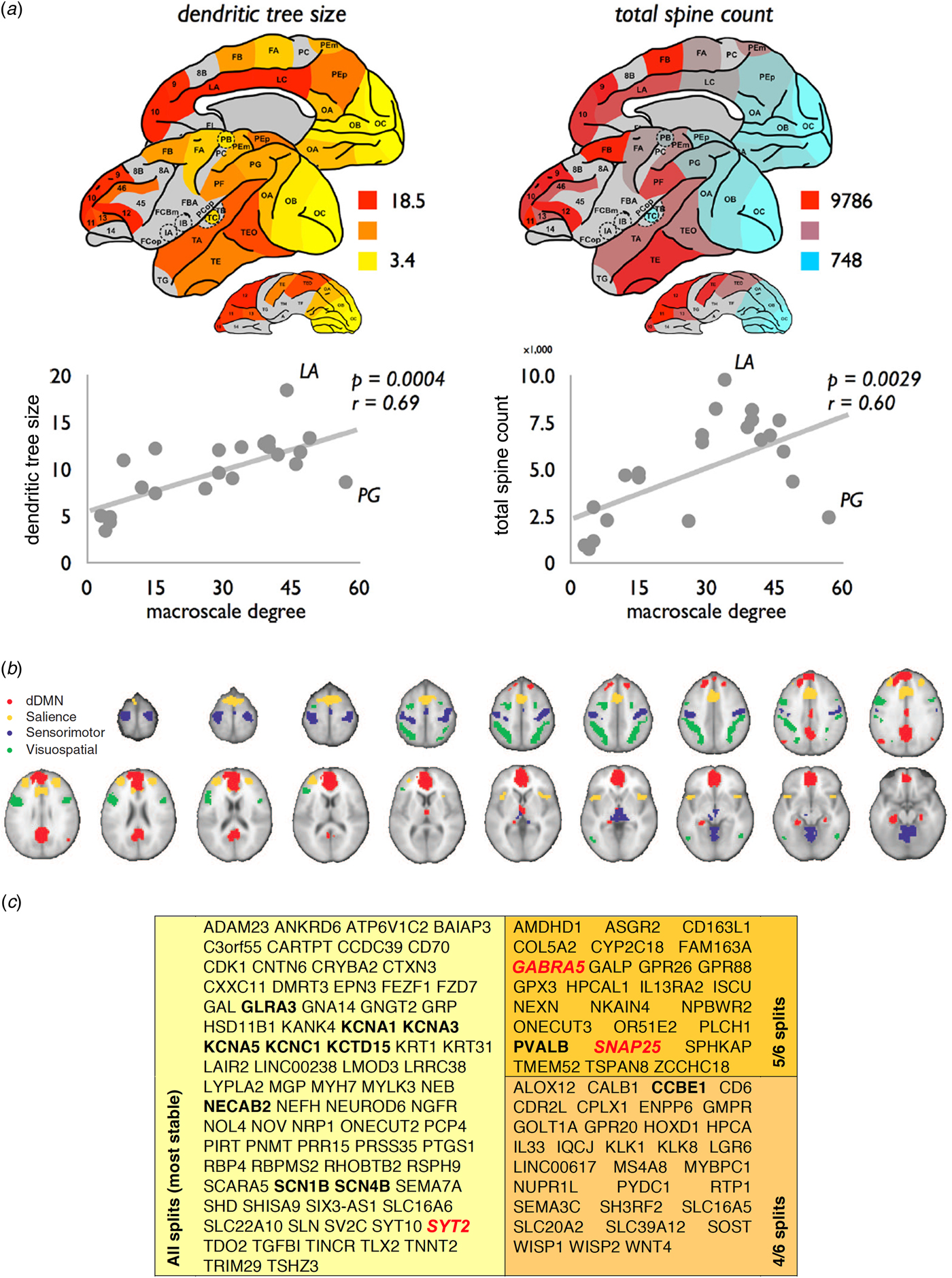 Meta-connectomics: human brain network and connectivity meta-analyses ...