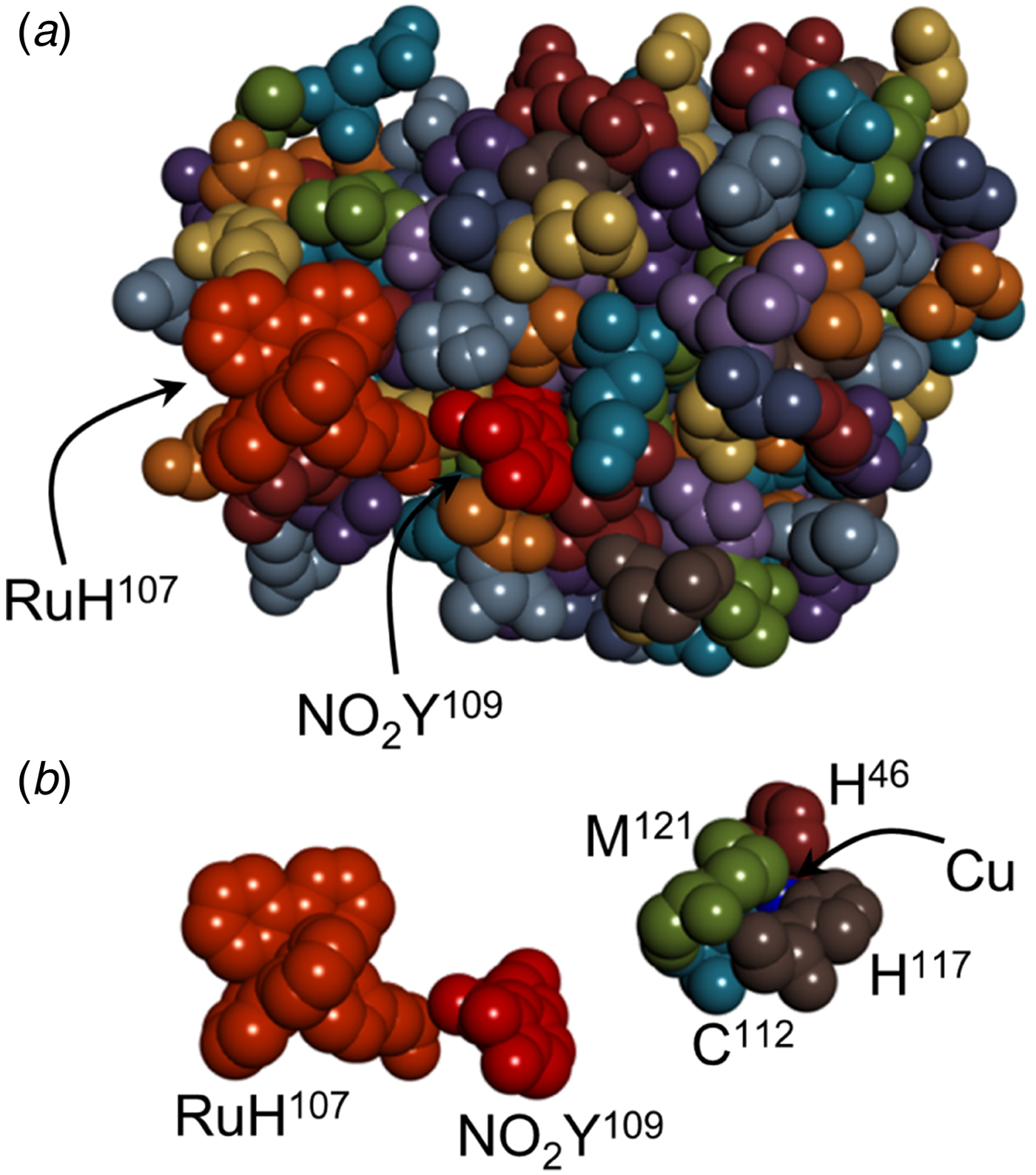 Electron flow through biological molecules: does hole hopping protect ...