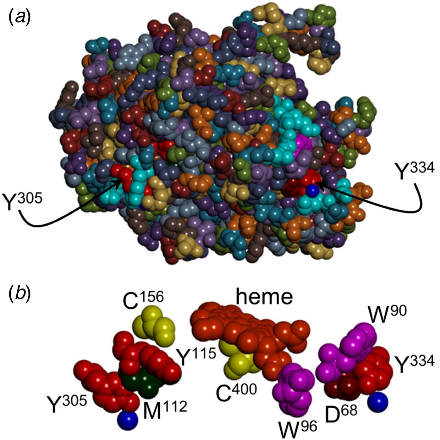 Electron flow through biological molecules: does hole hopping protect ...