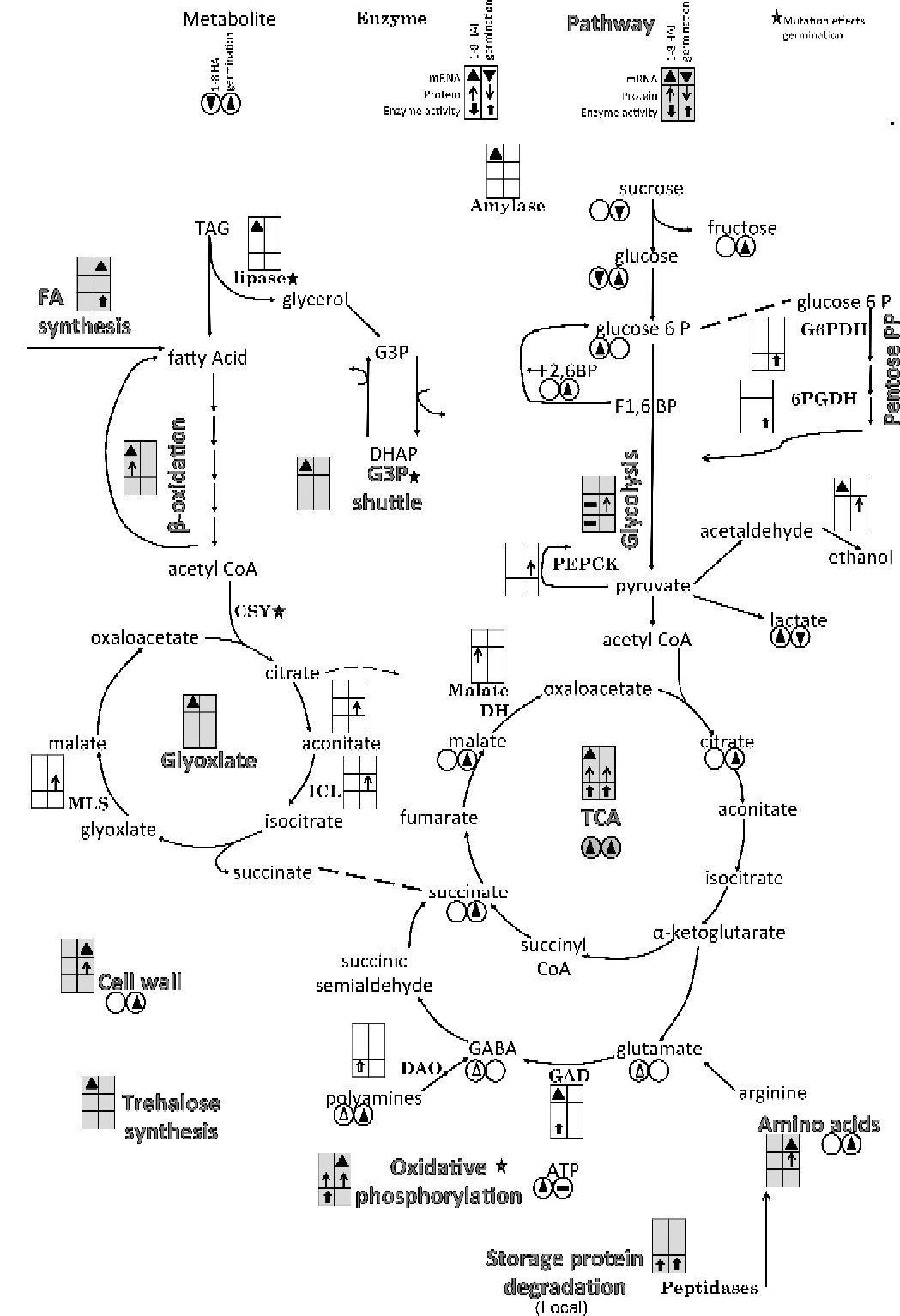 Activation and regulation of primary metabolism during seed germination ...