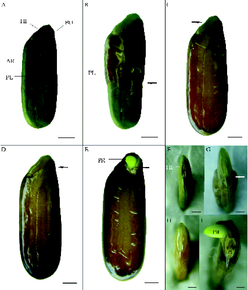 Physical dormancy in Senna multijuga (Fabaceae: Caesalpinioideae) seeds ...