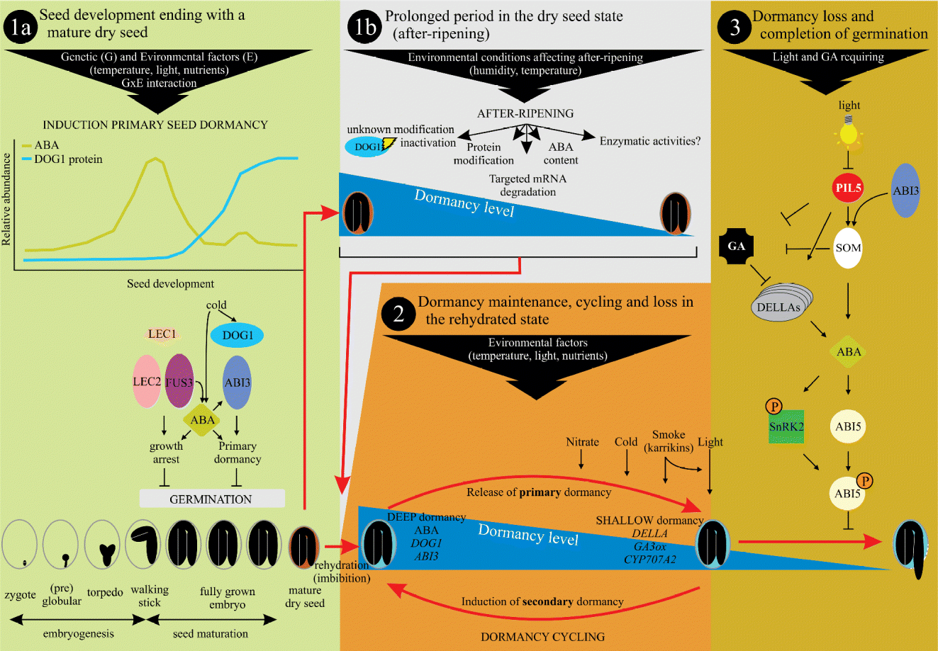 Regulation of seed dormancy by abscisic acid and DELAY OF GERMINATION 1 ...