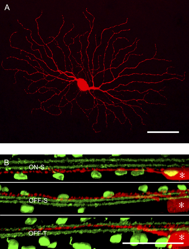Receptive field properties of ON- and OFF-ganglion cells in the mouse ...