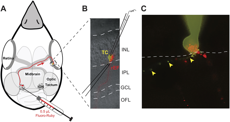 Retinal input to efferent target amacrine cells in the avian retina ...