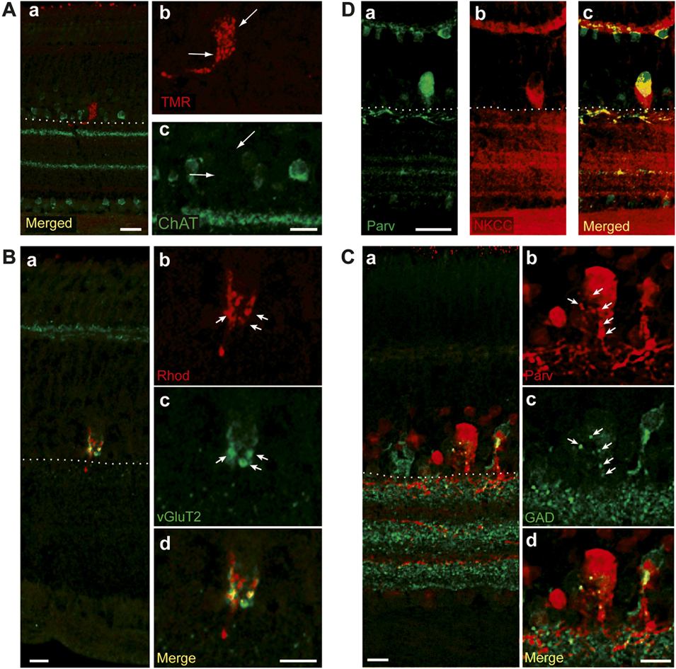 Retinal input to efferent target amacrine cells in the avian retina ...