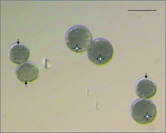 Developmental potential of pig embryos reconstructed by use of sow ...