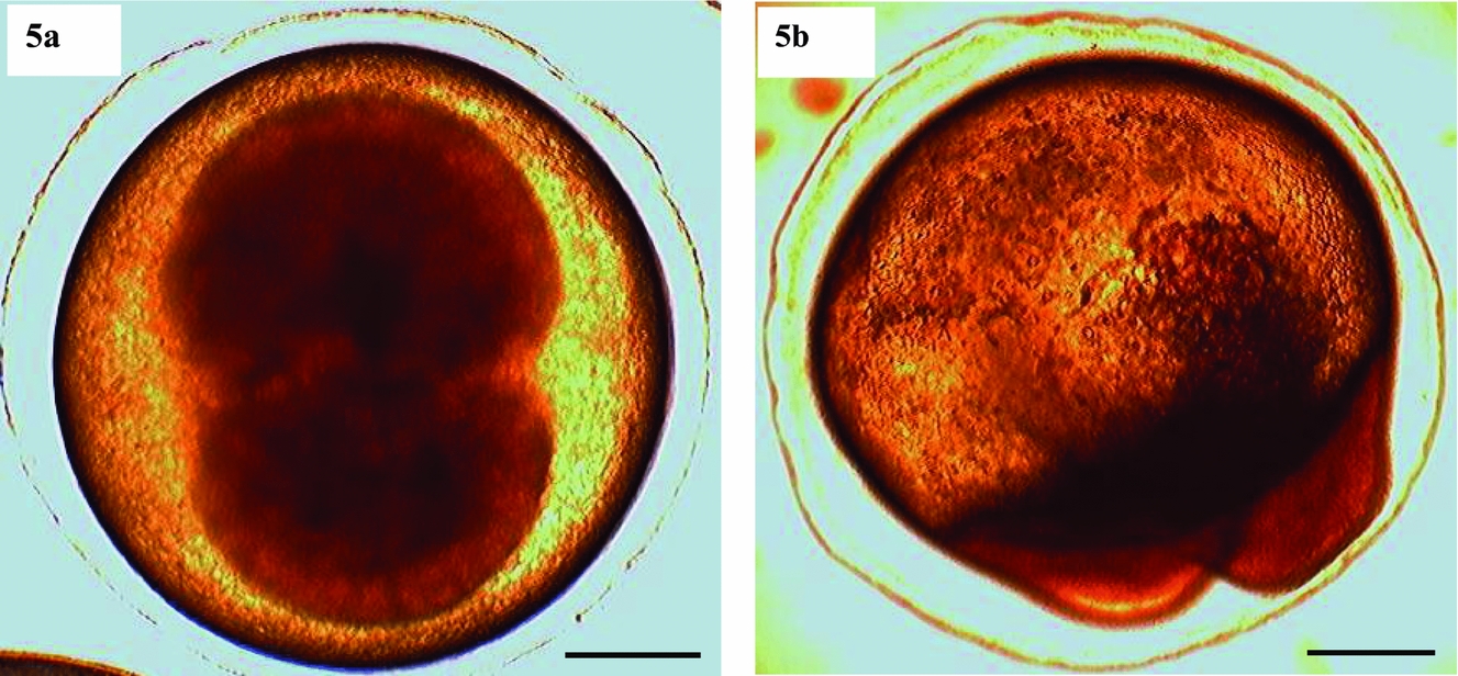 Stages in the early and larval development of the African catfish ...