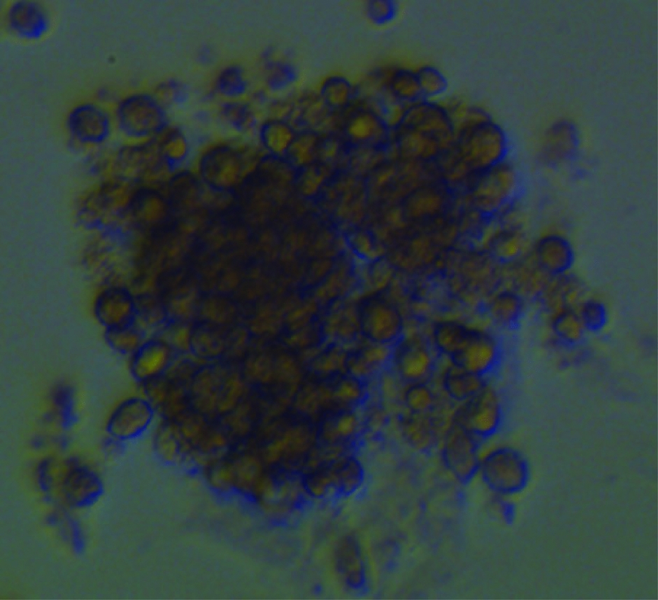 Effects of testicular interstitial fluid on the proliferation of the ...
