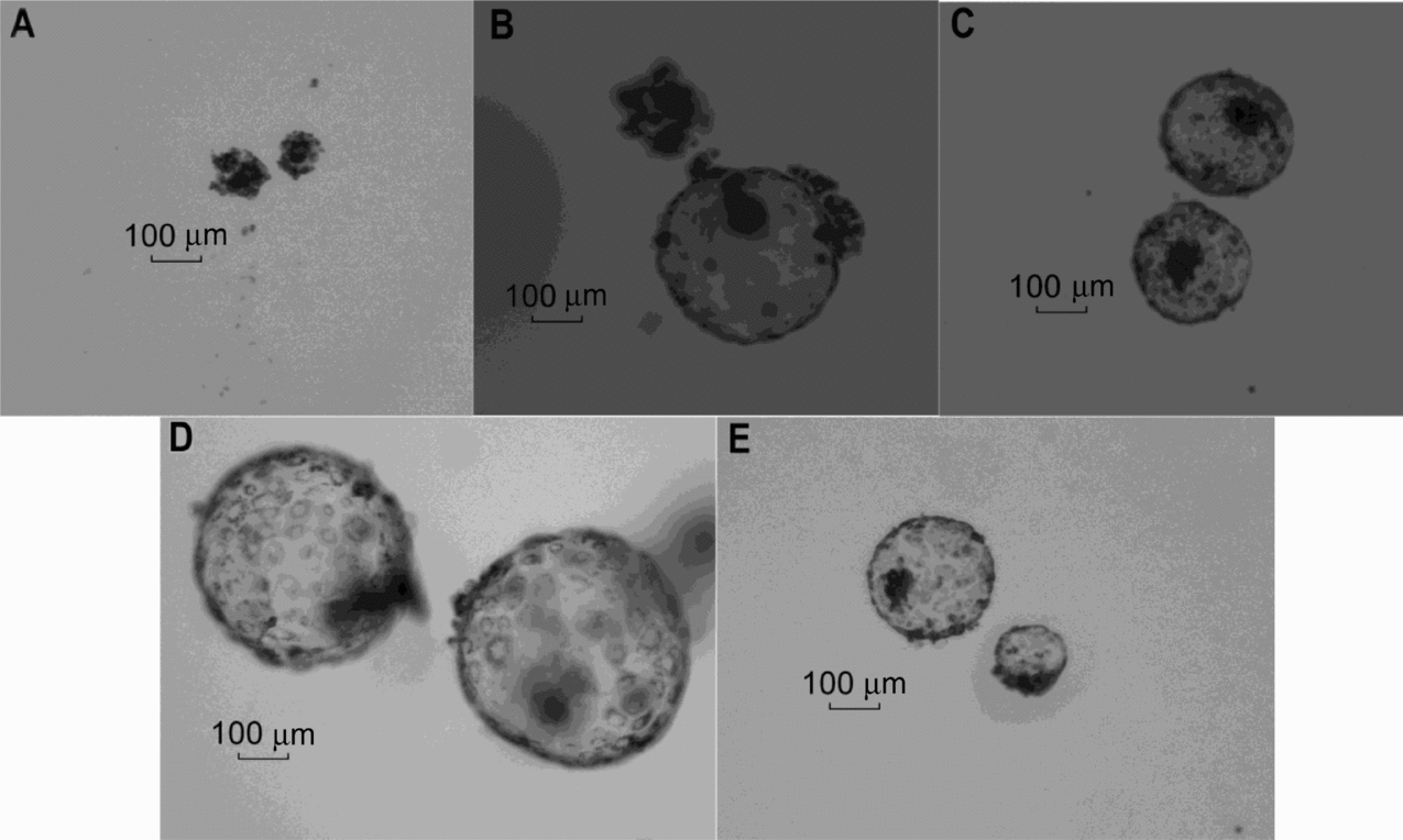 Splitting of IVP bovine blastocyst affects morphology and gene ...