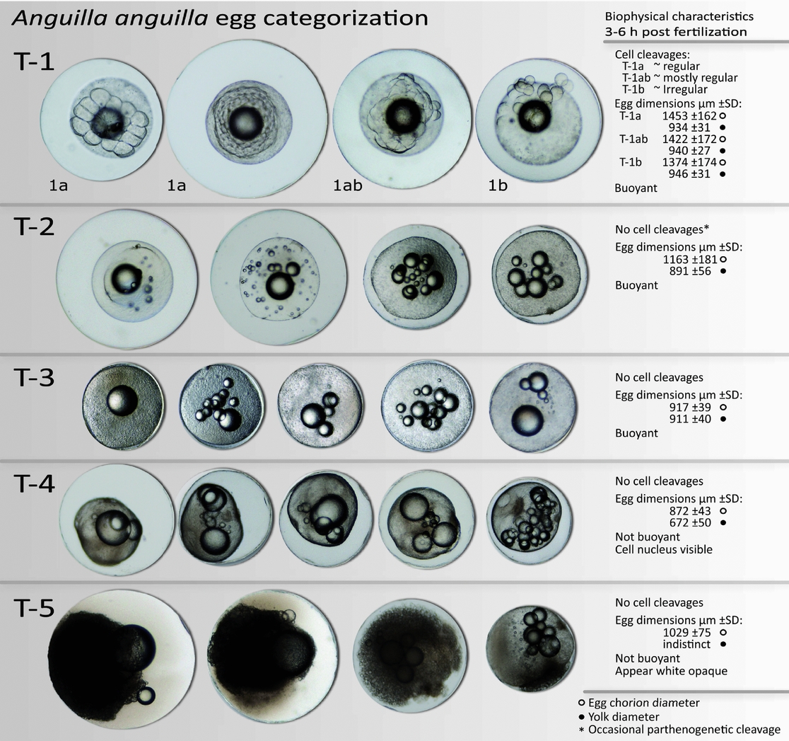 Effects of salinity and sea salt type on egg activation, fertilization ...