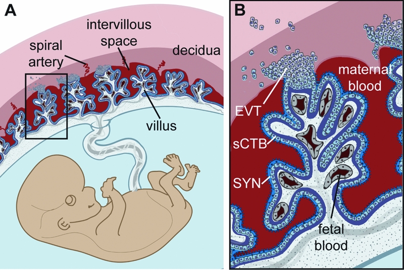 INTRACELLULAR ORGANISMS AS PLACENTAL INVADERS | Fetal and Maternal ...