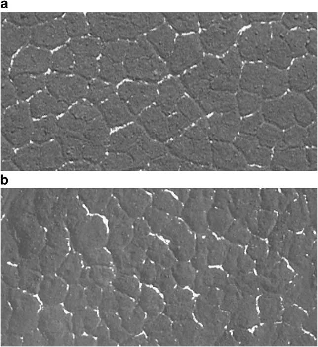 Polygonal ground in the McMurdo Dry Valleys of Antarctica and its ...