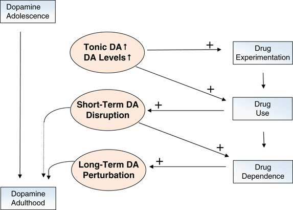 Neuroimaging of the dopamine/reward system in adolescent drug use | CNS ...