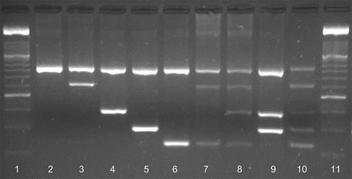 A multiplex PCR test to identify four common cattle-adapted ...