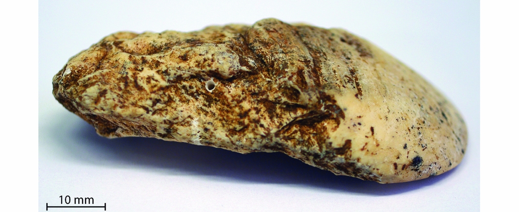 Shell tool technology in Island Southeast Asia: an early Middle ...