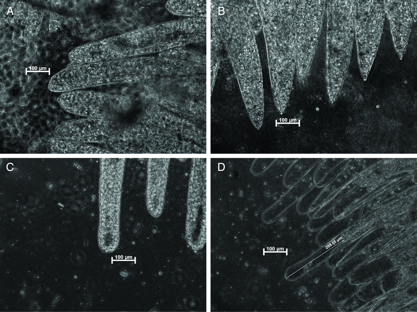 Rethinking the role of invertebrate hosts in the life cycle of the ...