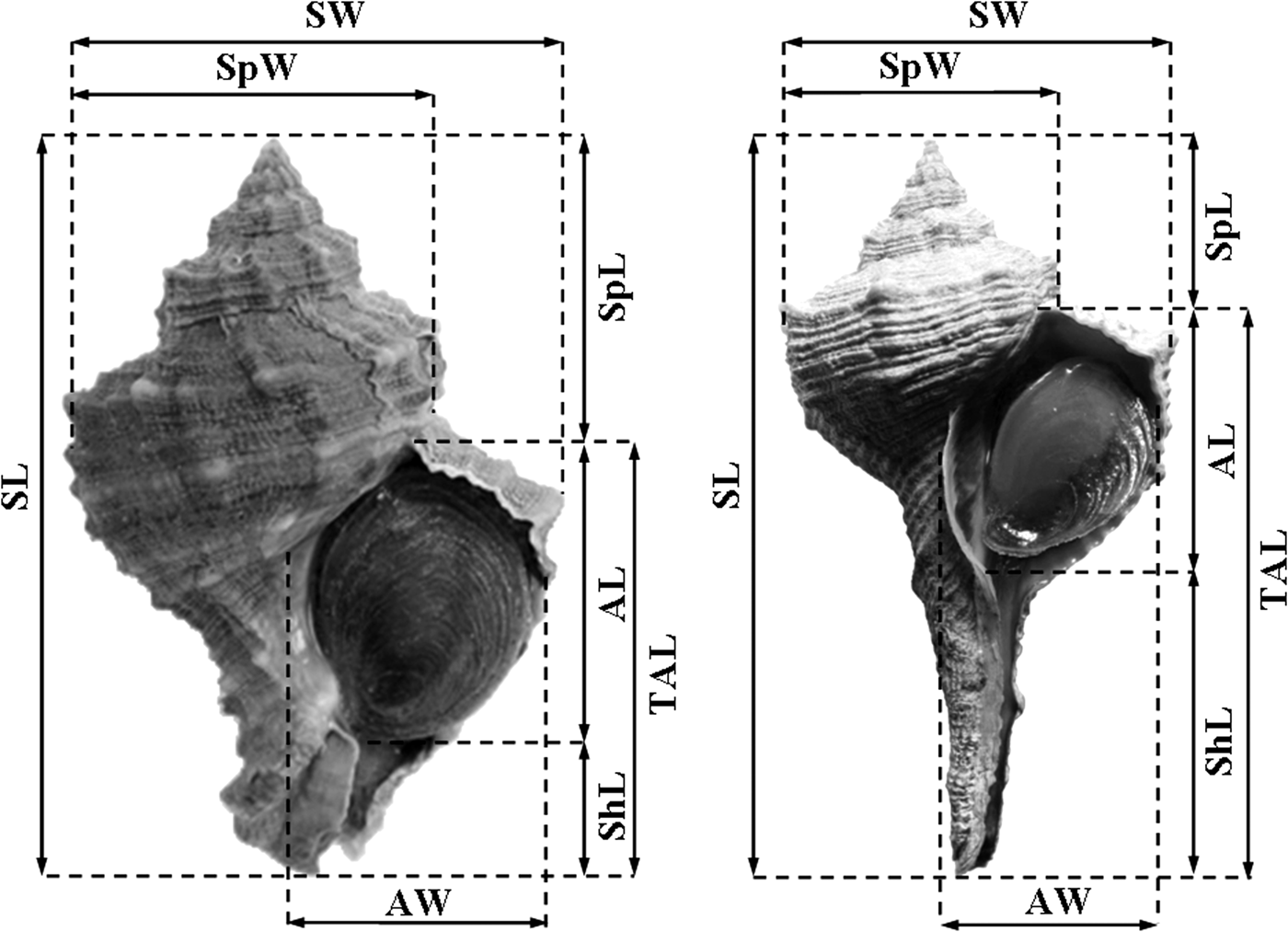Morphometric relationships and relative growth of Hexaplex trunculus ...