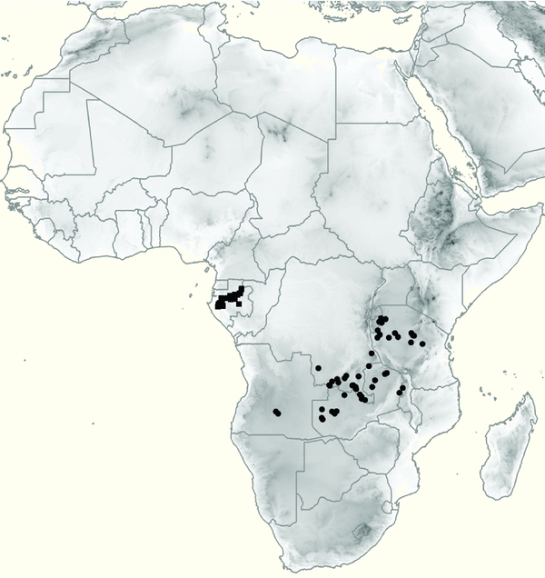 A REINSTATEMENT, RECIRCUMSCRIPTION AND REVISION OF THE GENUS DONELLA ...