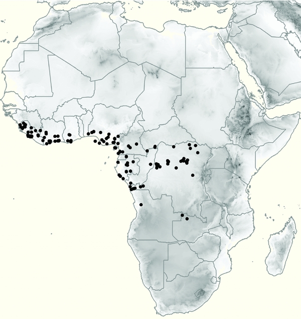 A REINSTATEMENT, RECIRCUMSCRIPTION AND REVISION OF THE GENUS DONELLA ...